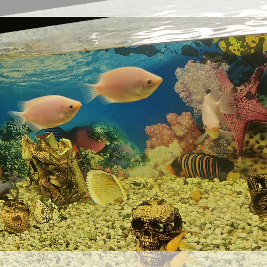 Аквариумные рыбки