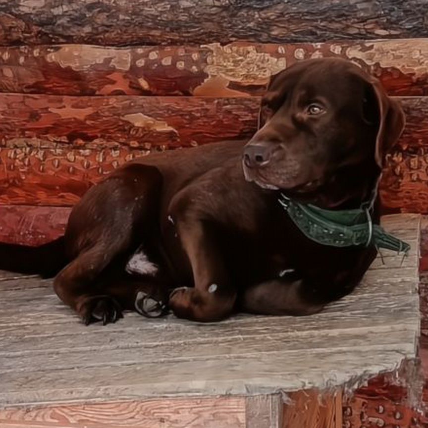 Лабрадор-ретривер, взрослый пёс