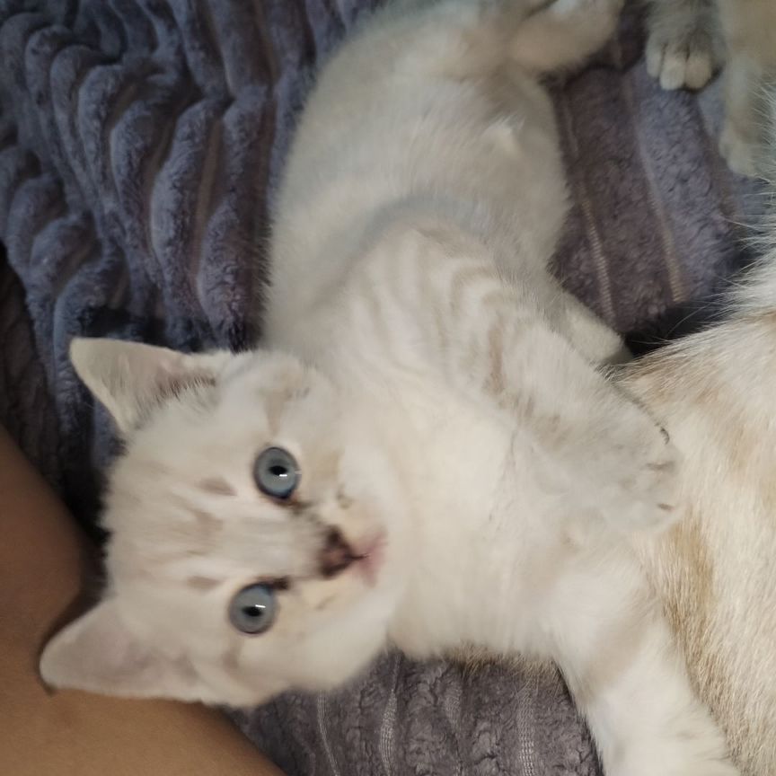 Котята
