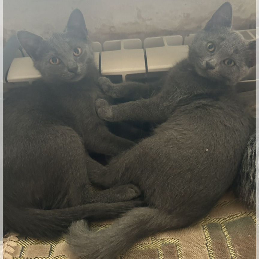 Русский голубой котёнок