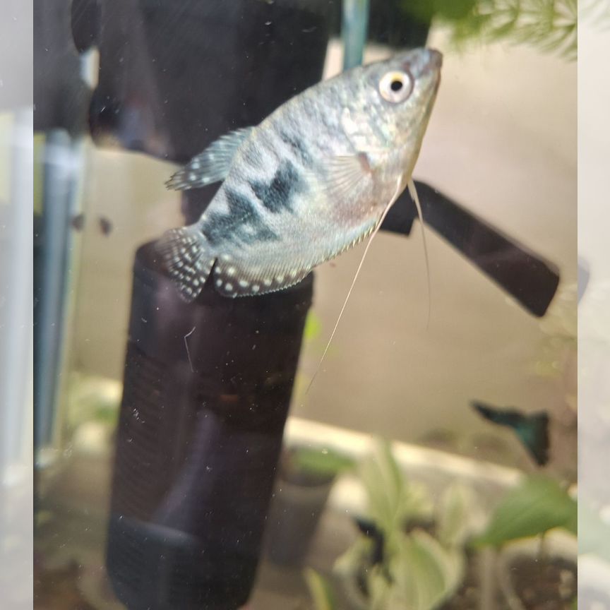 Гурами мраморный самец