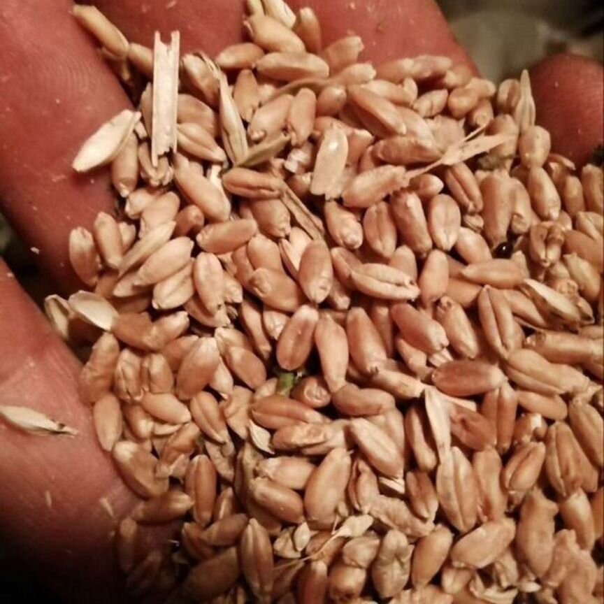 Зерно пшеница ячмень