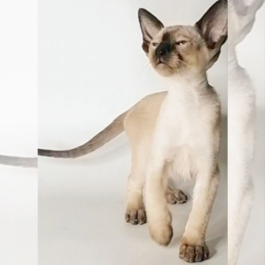 Продается котенок