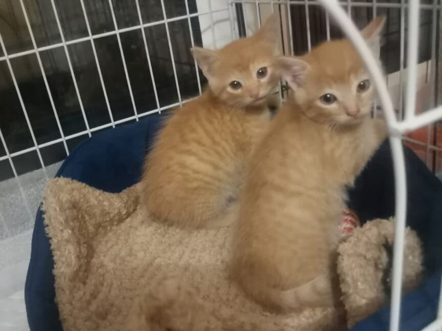 Котята в добрые ручки