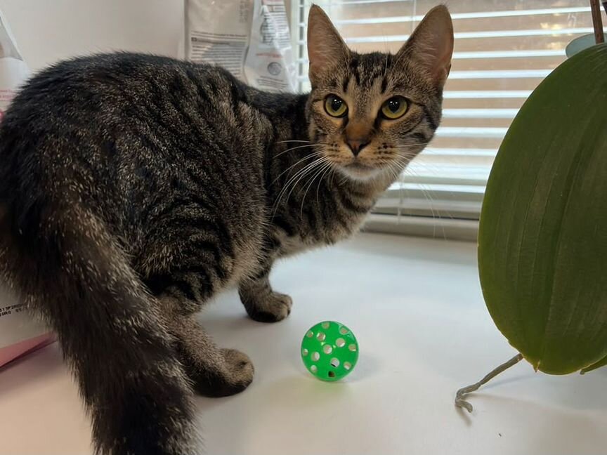 Кот