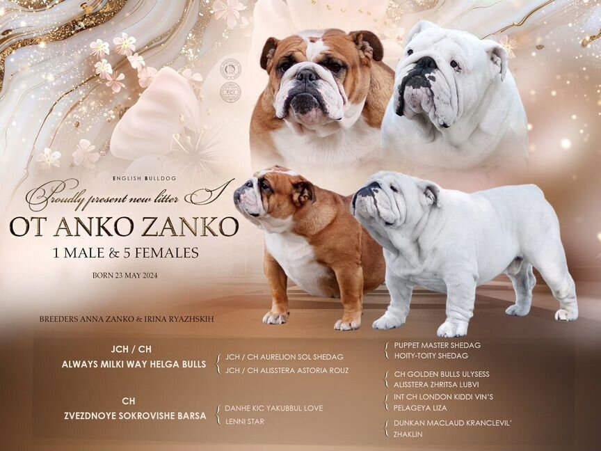 Английский бульдог