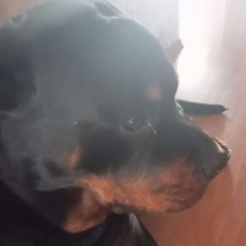 Ротвейлер, взрослый пёс