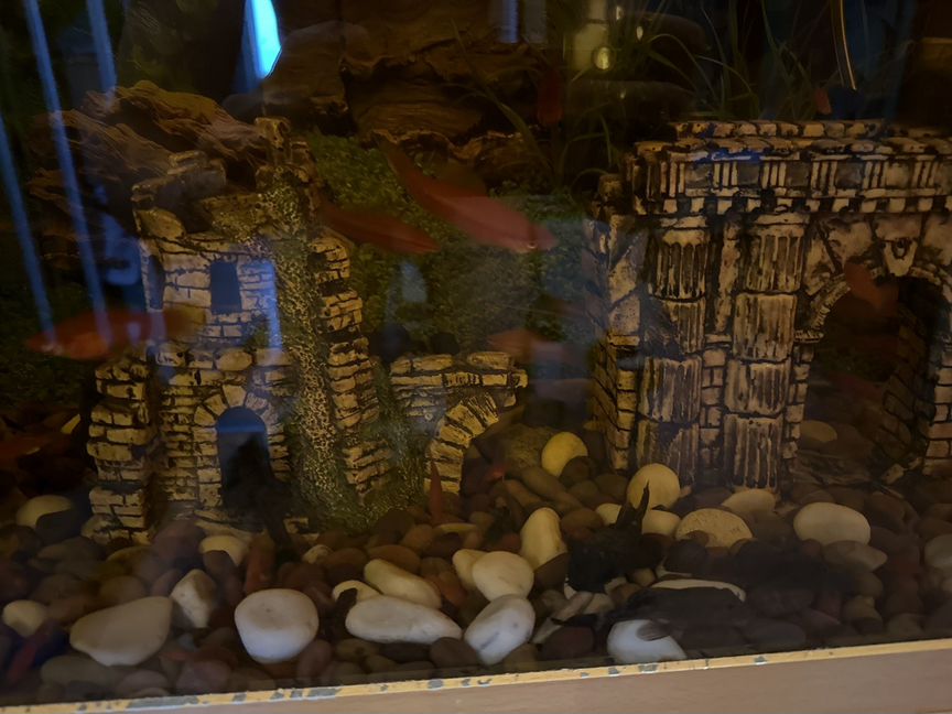 Аквариумные рыбки меченосцы и сомы