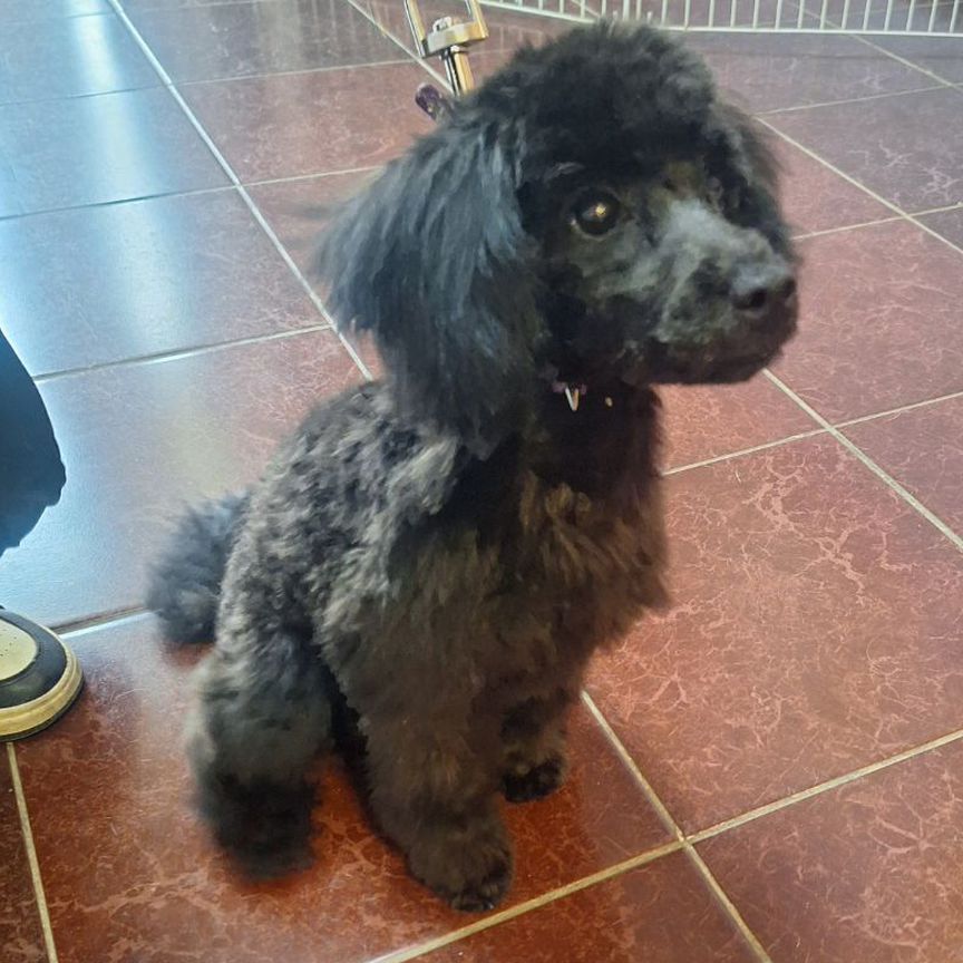 Карликовый пудель, щенок