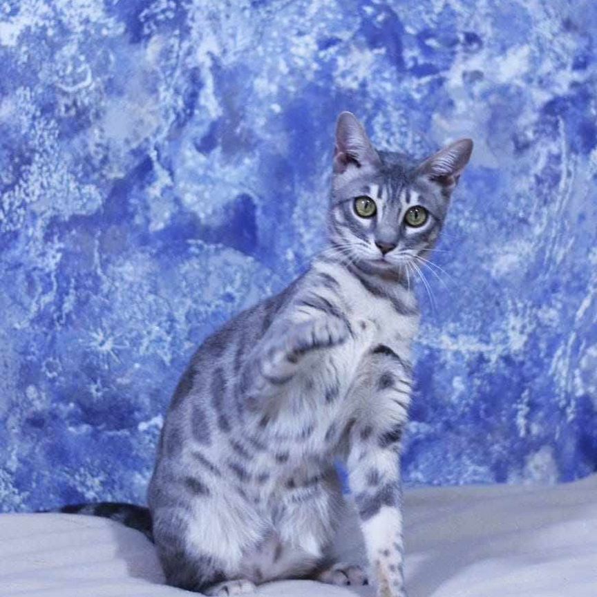 Шикарная бенгалочка редкого окраса в брид