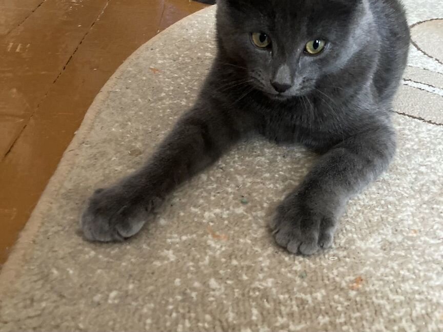 Русская голубая кошка