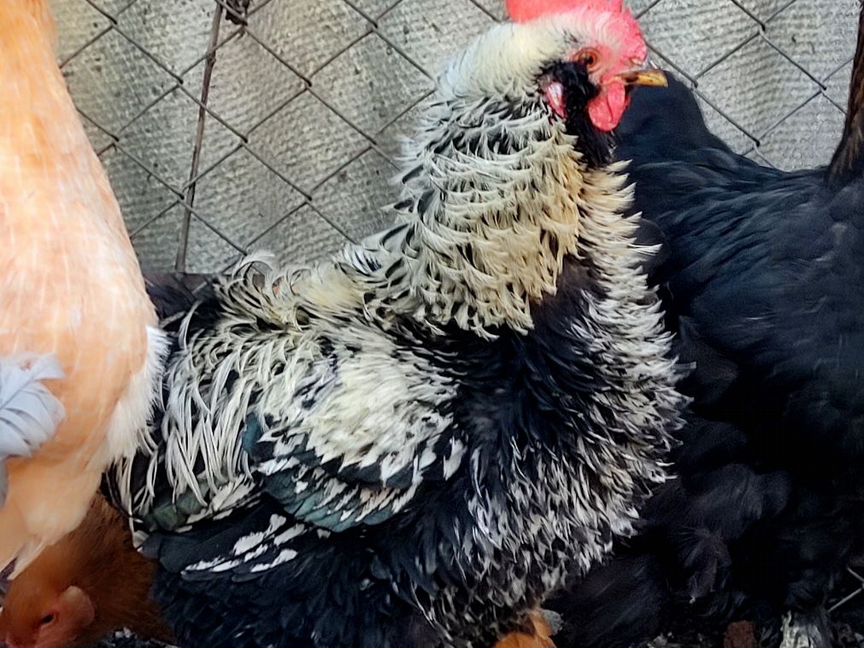 Петух курчавый