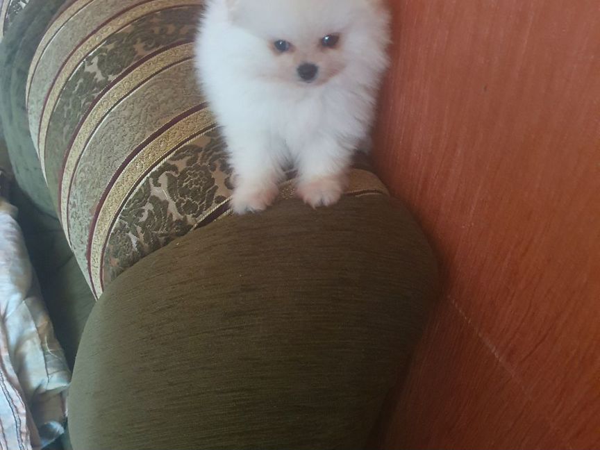 Собаки щенки шпиц