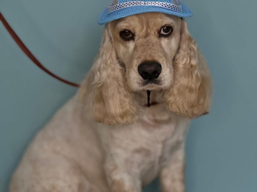 Вязка коккер спаниеля