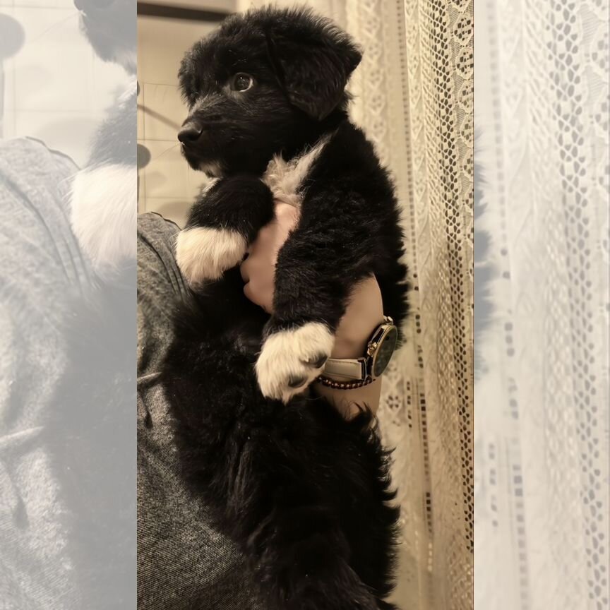 Щенок в добрые руки