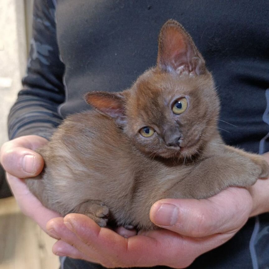 Европейский бурманский котёнок