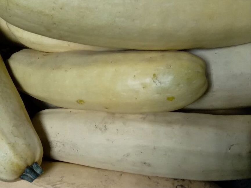 Кабачки на корм