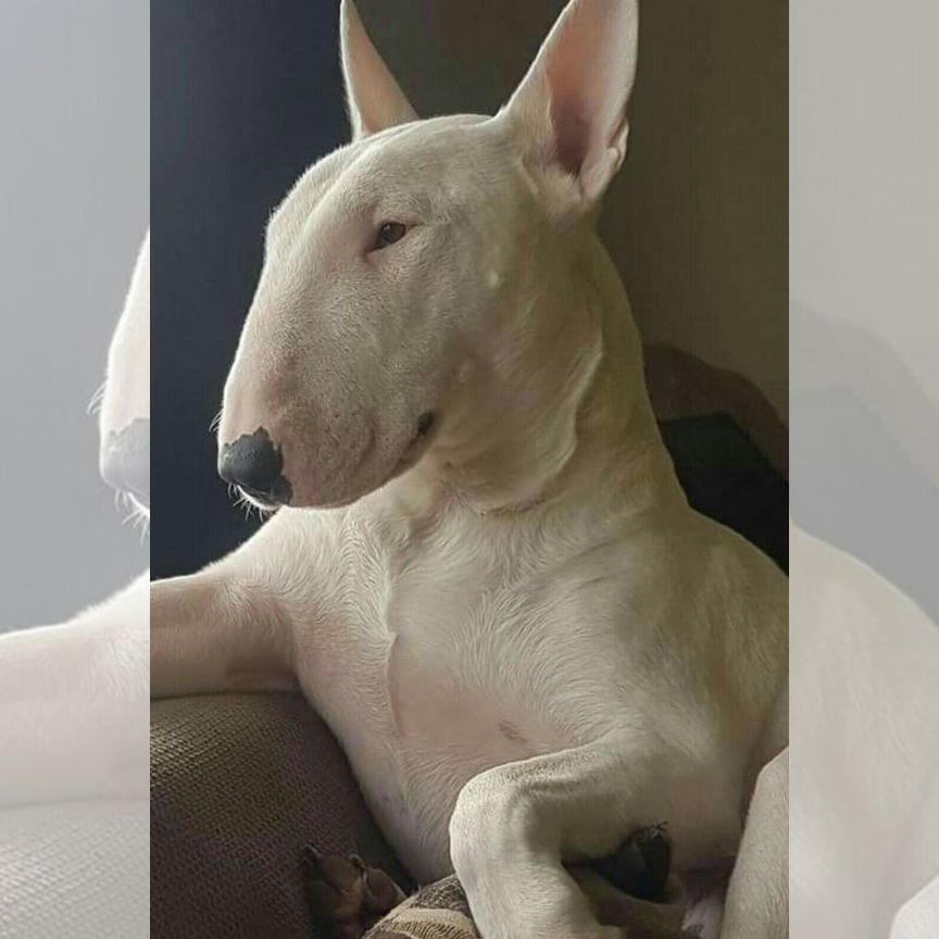 Отдам бультерьера в надежные руки