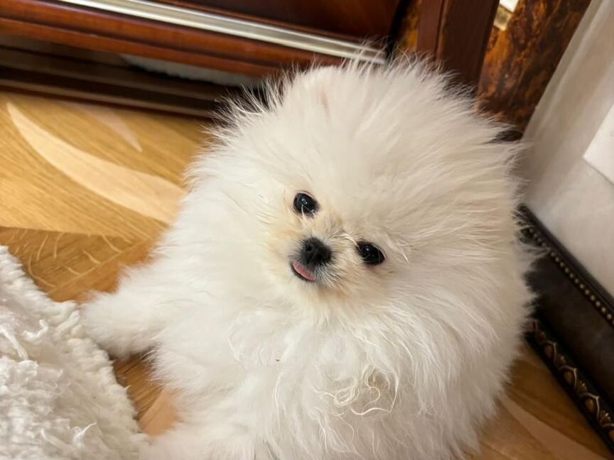 Померанский шпициз Кореи
