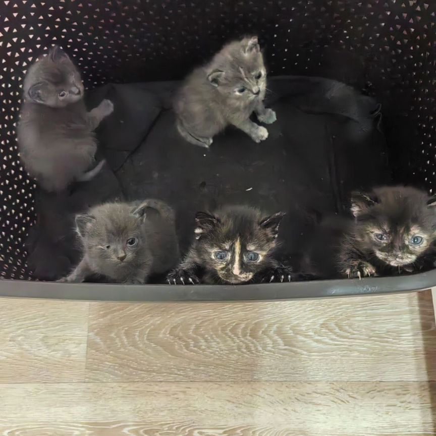 Котята в добрые руки