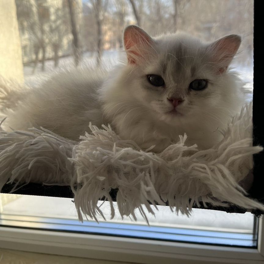 Британский длинношёрстный котёнок