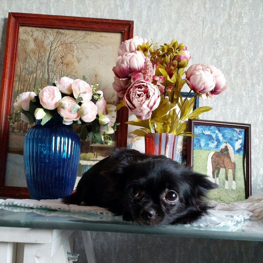 Чихуахуа девочка