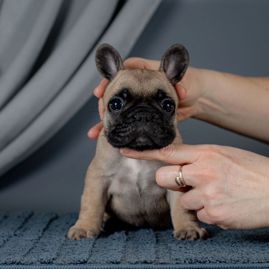 Красивая француженка