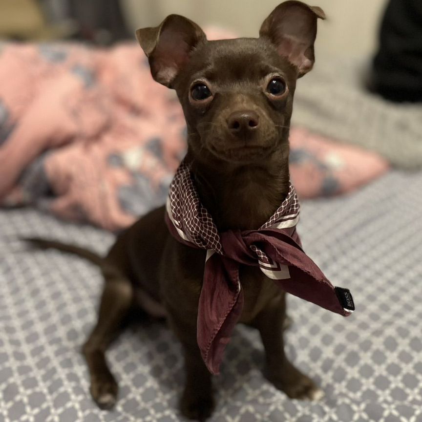 Щеночек чихуахуа