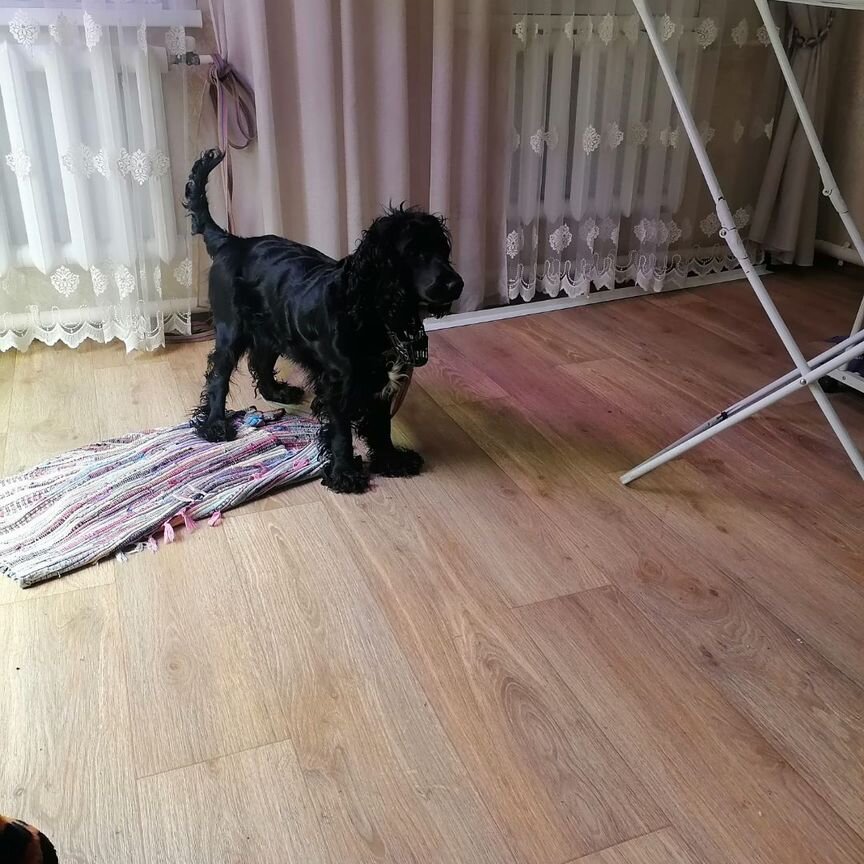 Нашлась собака