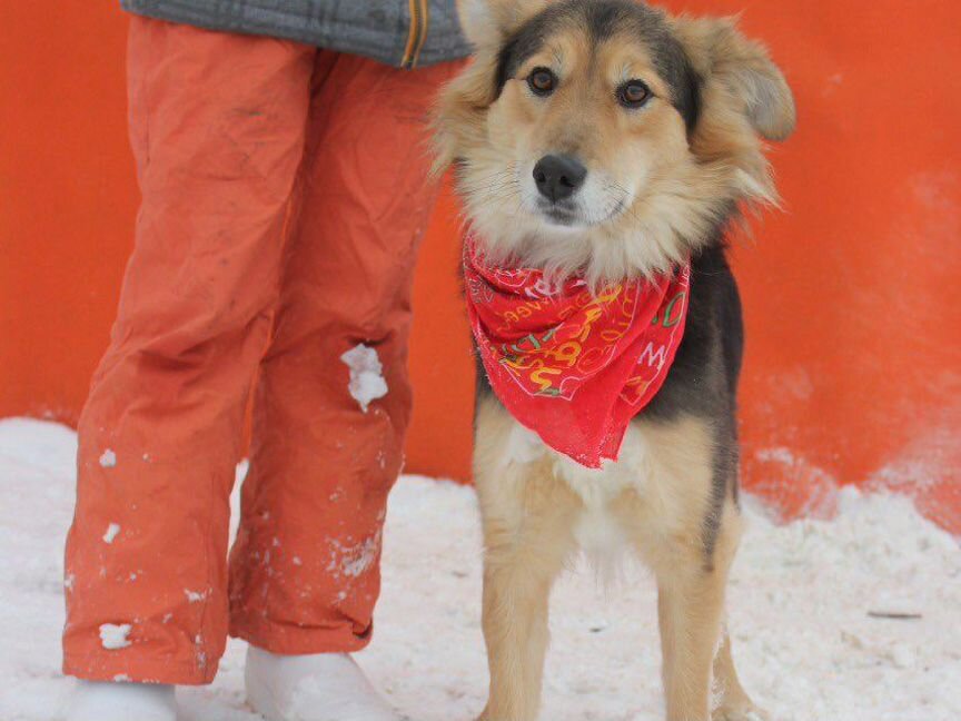 Собака в добрые руки