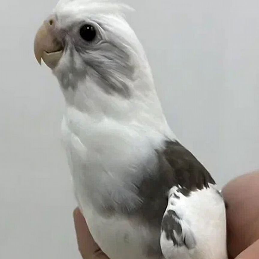 Попугай Корелла безщекая