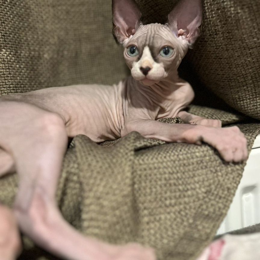 Канадский сфинкс котёнок