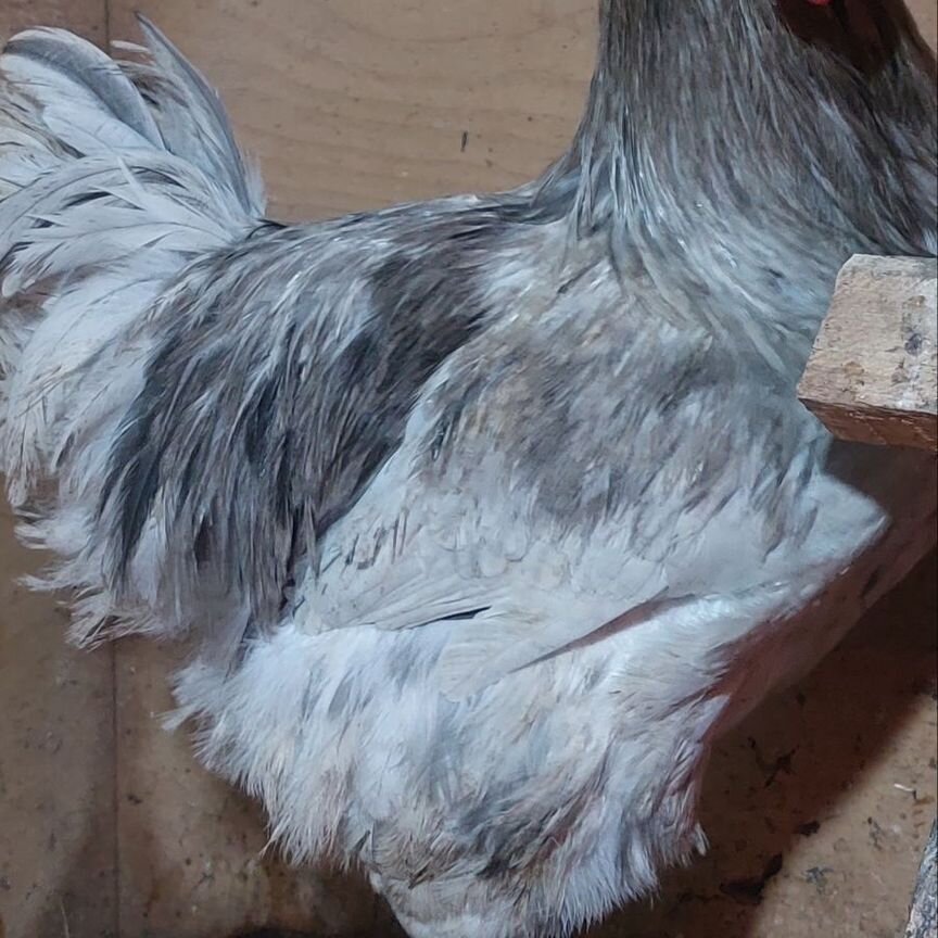 Джерсийский гигант петухи