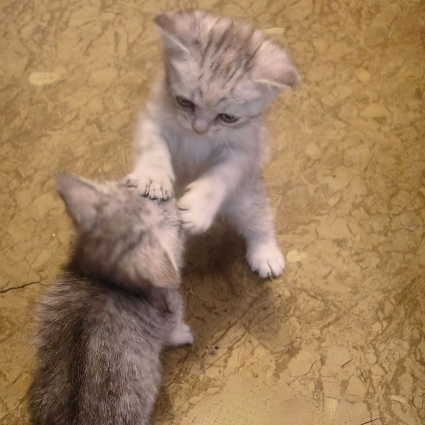 Котёнок от частного владельца