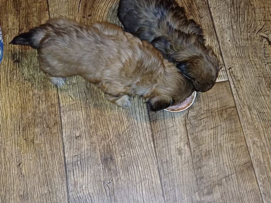 Щенки пекинес