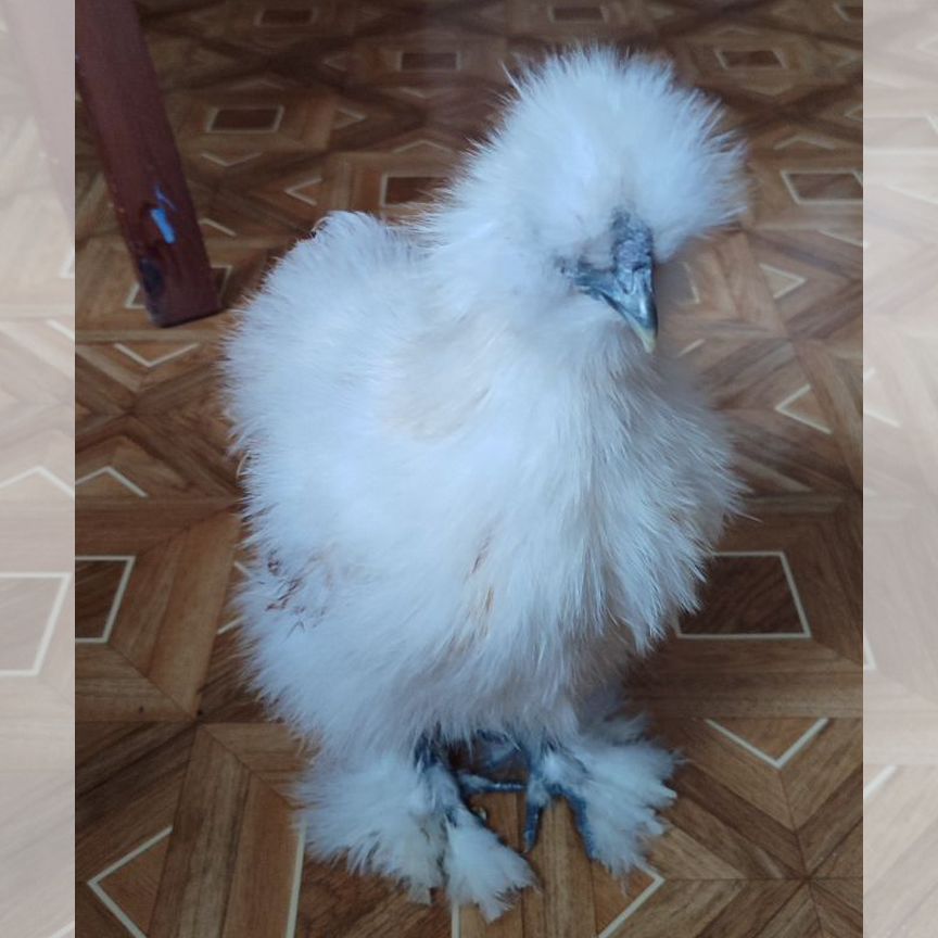 Шёлковый китайский петушок