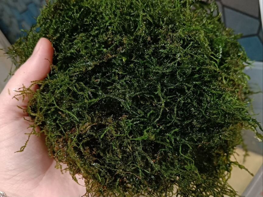 Мох кристмас, пламя, печеночный