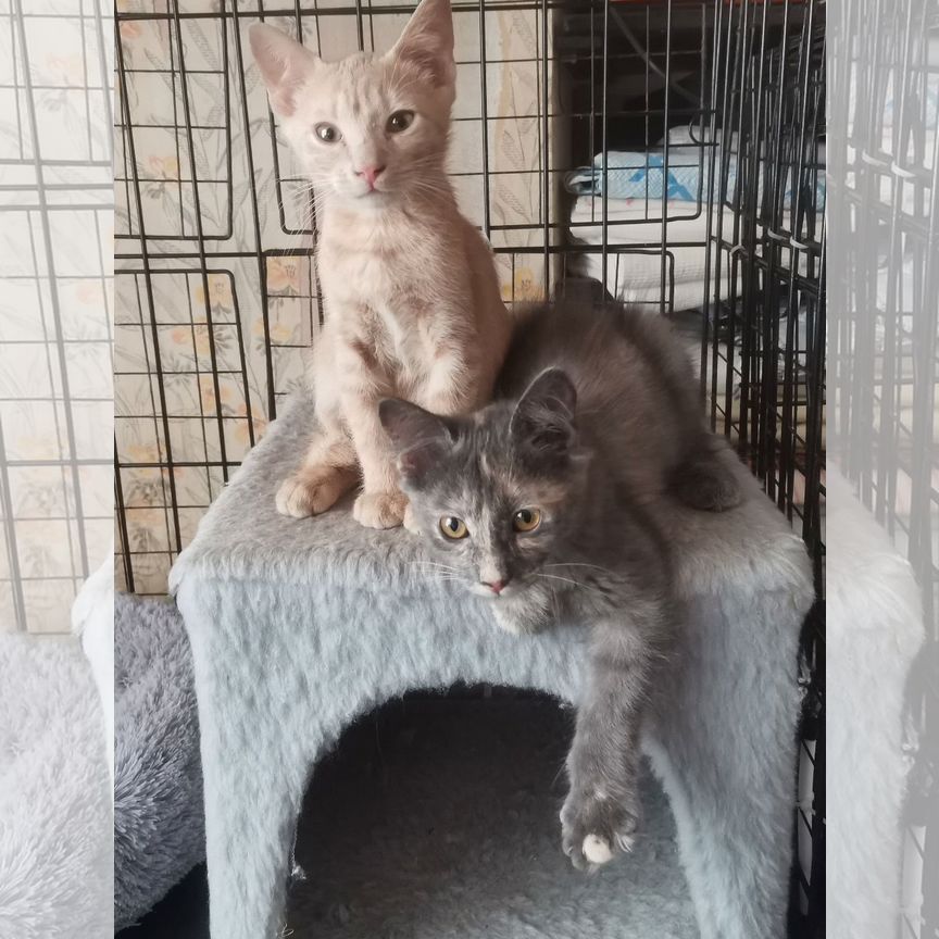 Котята ищут дом