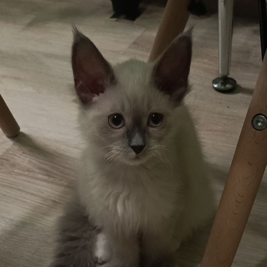 Сиамская кошечка