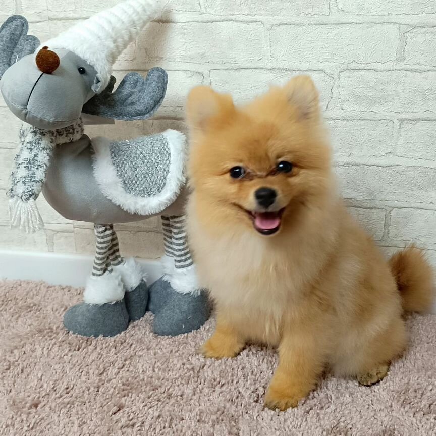 Шпице мальчик