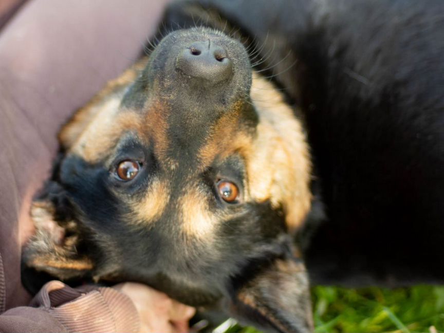 Собаки бесплатно в добрые руки