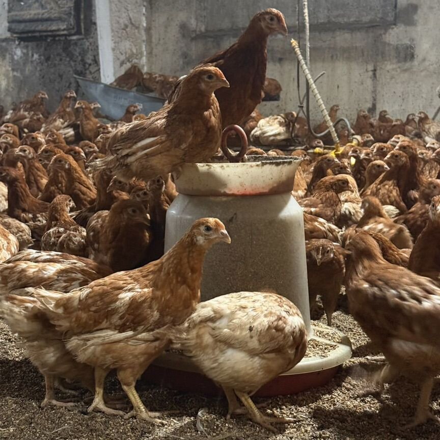 Куры молодки несушки оптом