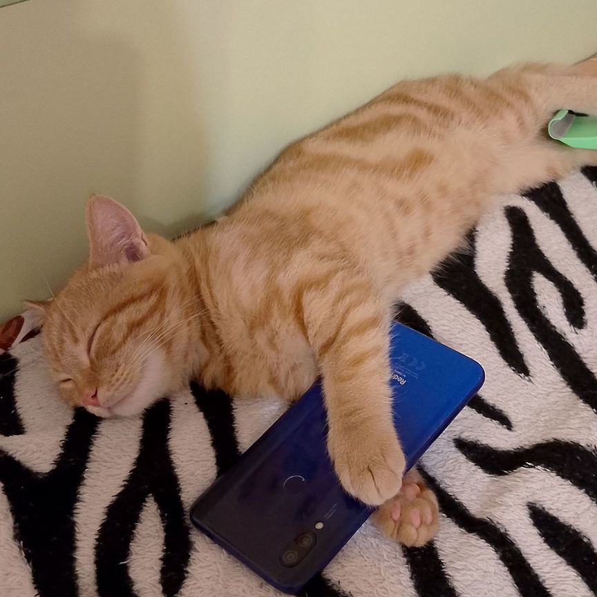 Шотландский прямоухий короткошёрстный котёнок