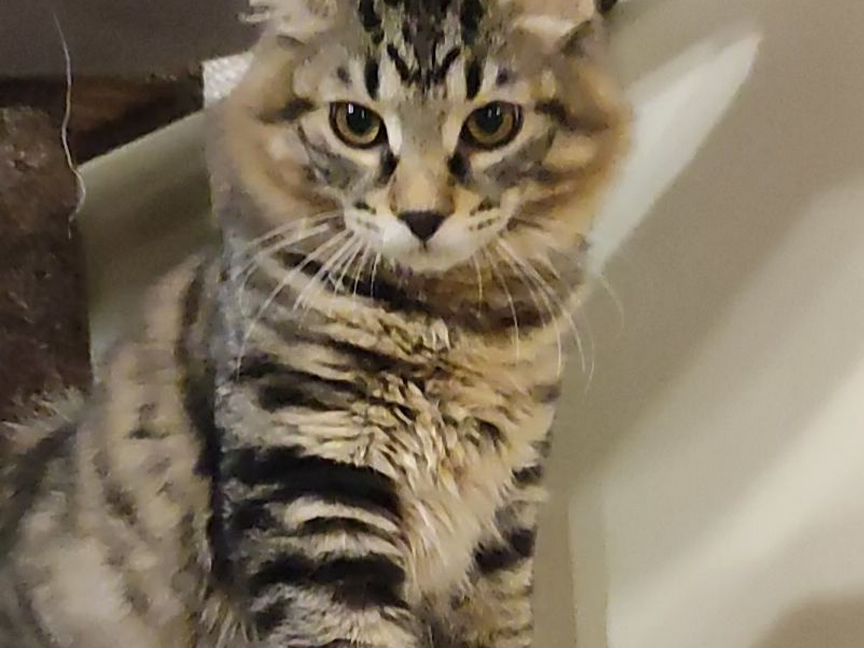 Котёнок Курильского бобтейла