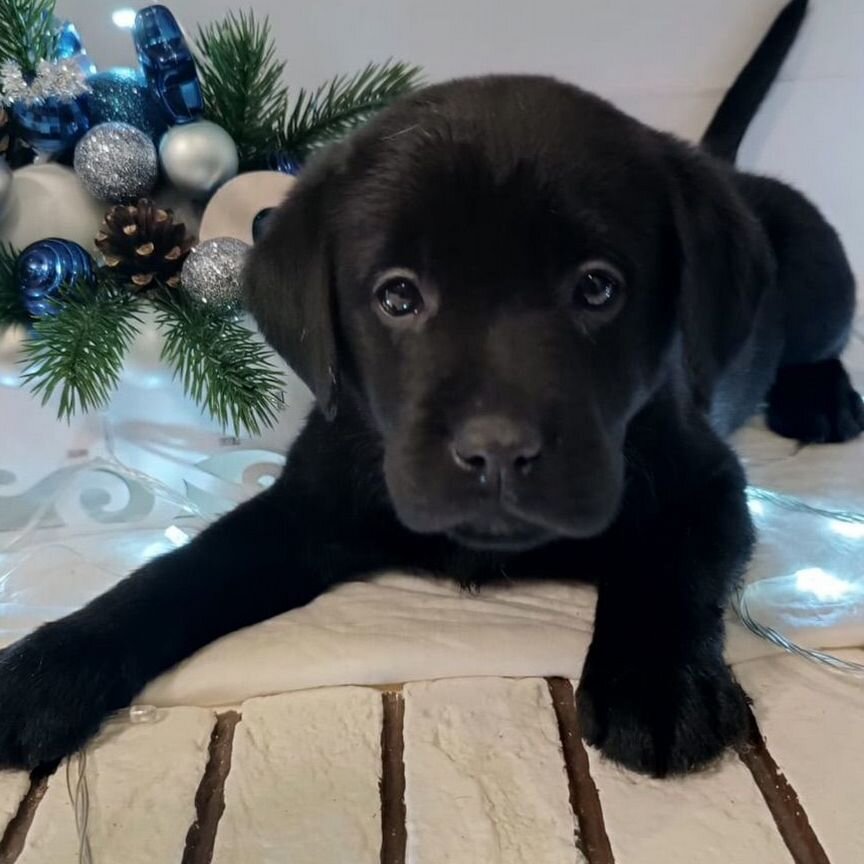 Лабрадор-ретривер, щенок