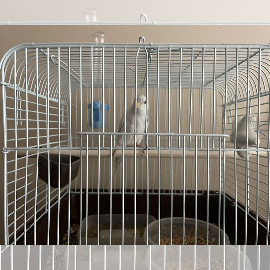 Волнистый попугай с клеткой