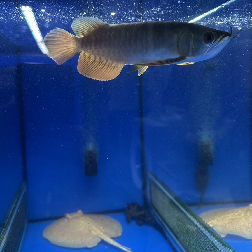 Золотая азиаткая арована