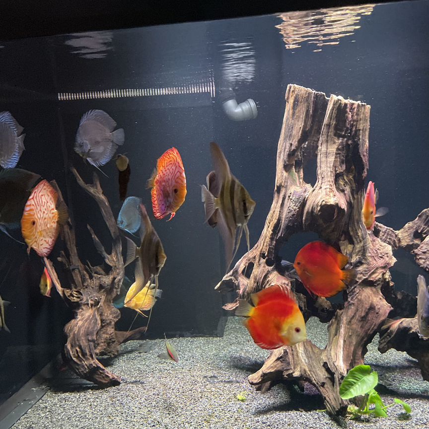 Продам дискусов штука