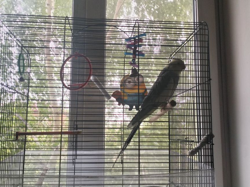 Попугай корелла