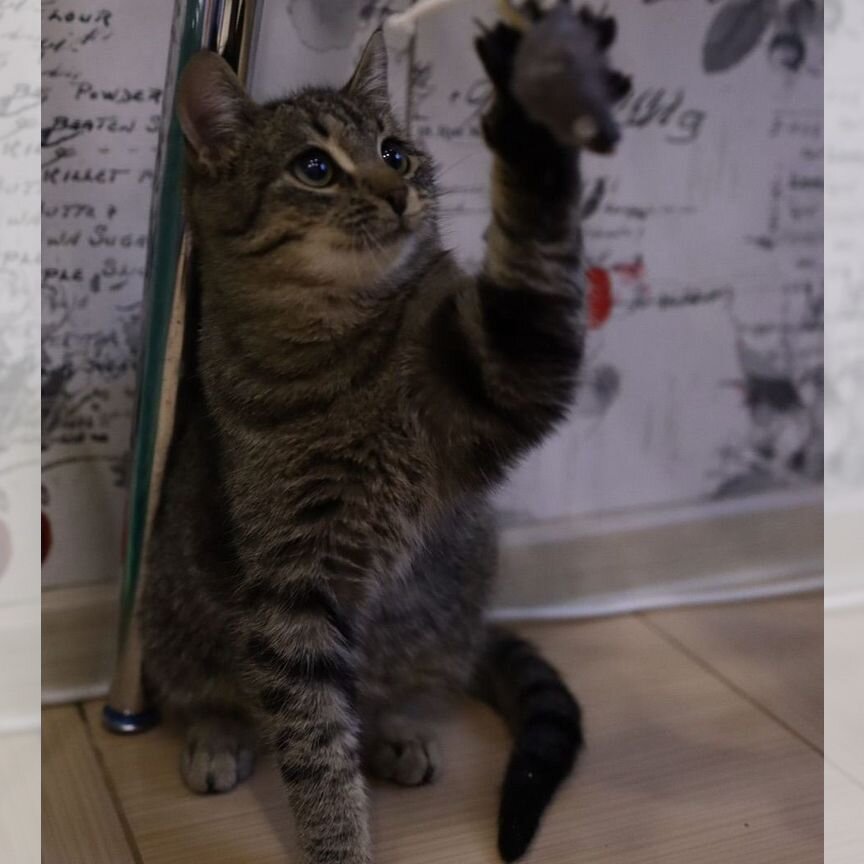 Котёнок в добрые руки